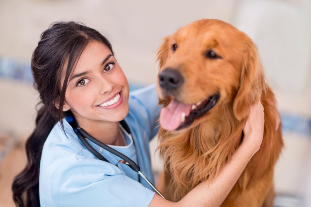 Become A Veterinary Assistant High Desert Medical College Become A Veterinary Assistant High Desert Medical College
